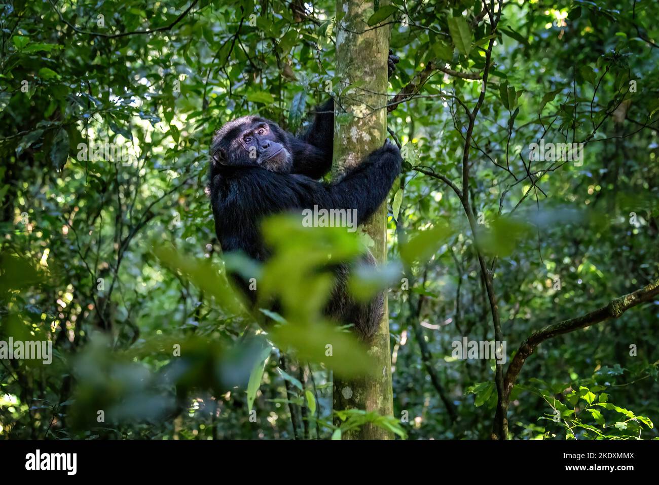 Adult chimpanzee, Pan troglodytes, climbing a tree, as seen through a ...