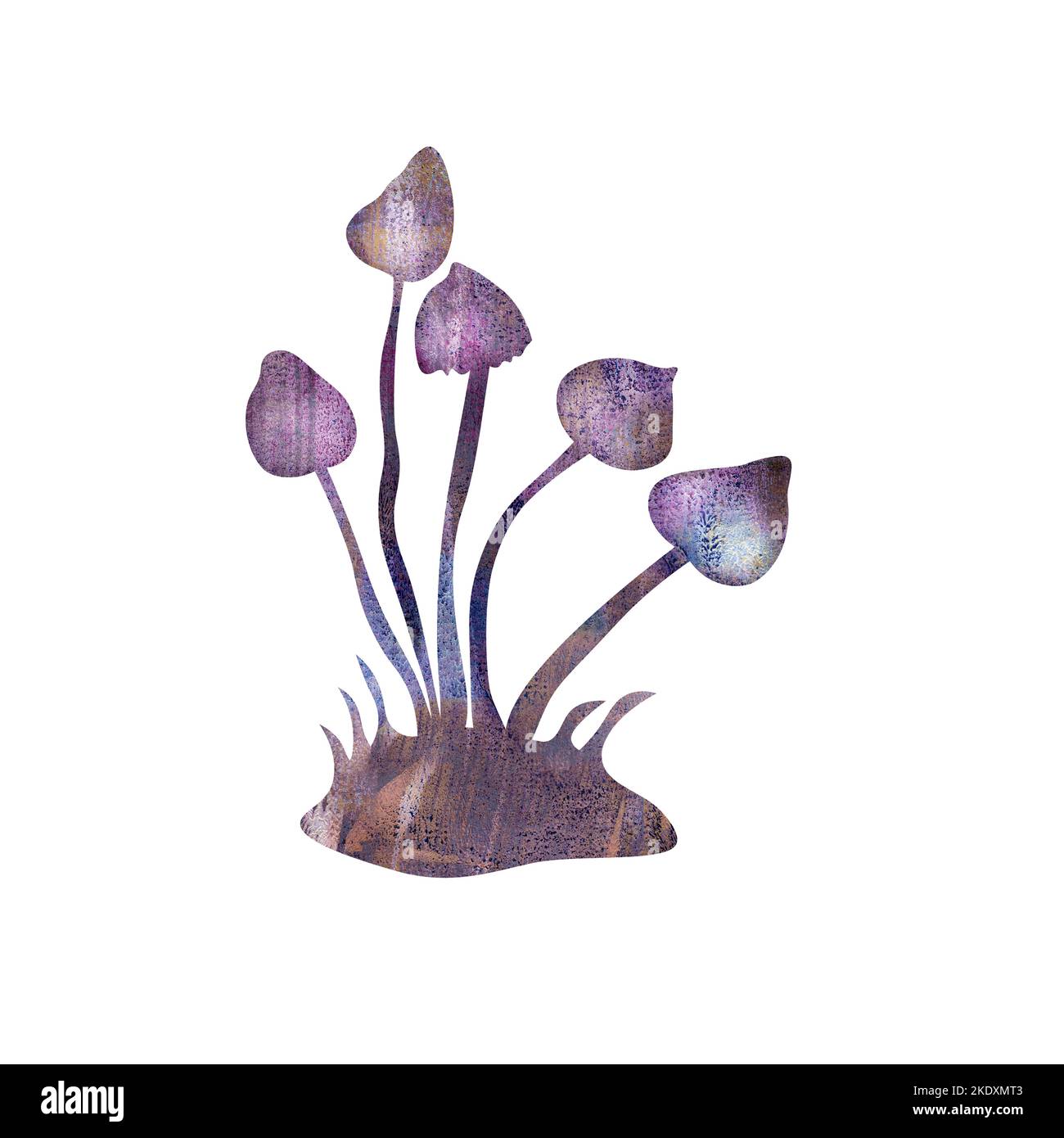 Psilocybe semilanceata illustration hi-res stock photography and images ...