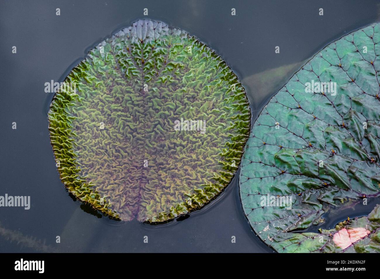 blossom water lily, lotus with green leaves in pond at local park Stock ...