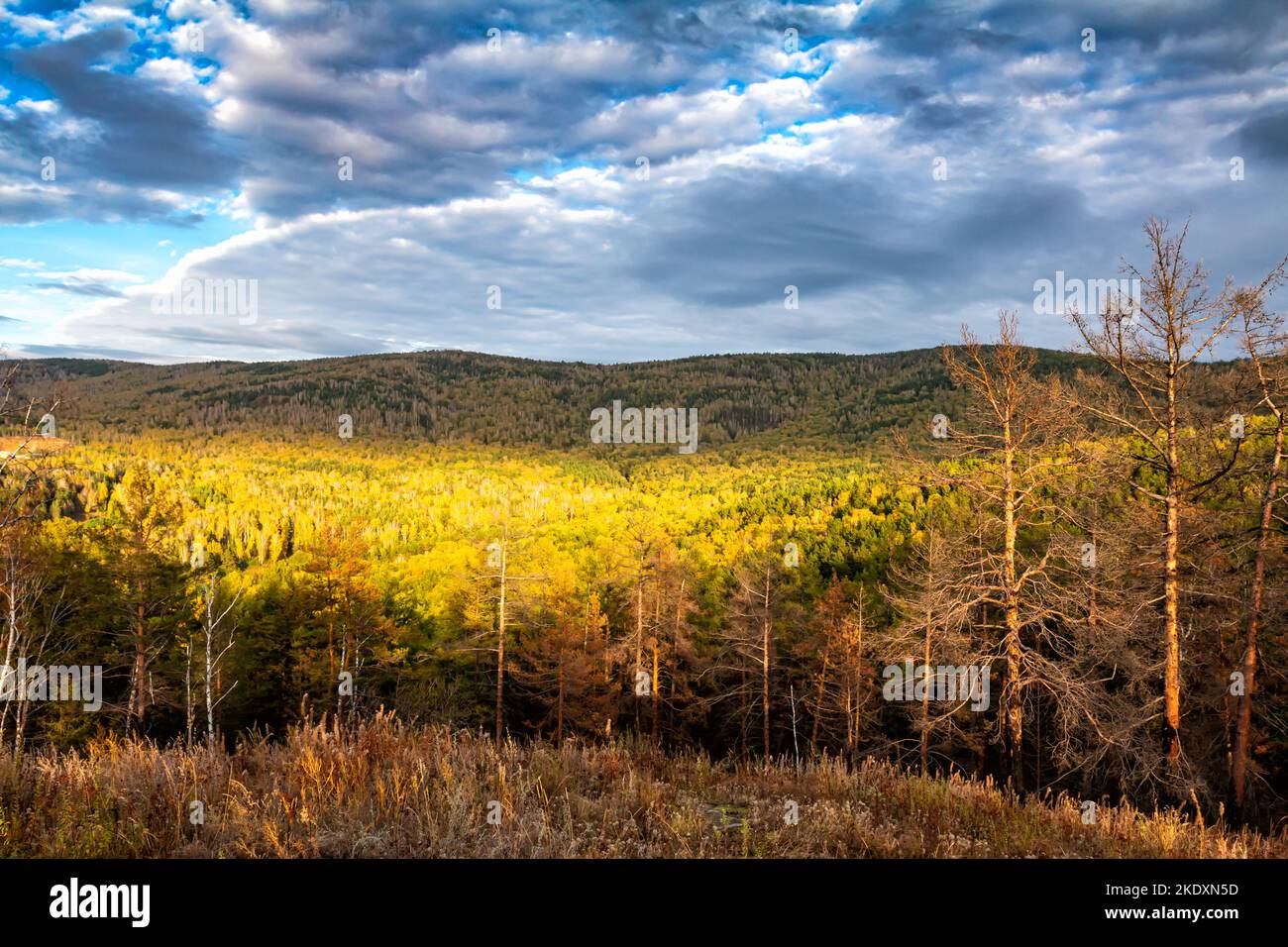 Coniferous forest in the Siberian taiga in autumn Stock Photo - Alamy
