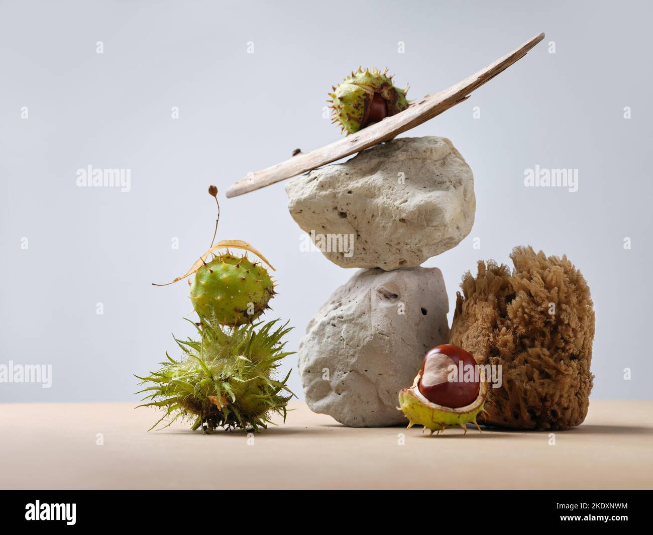 Still life with horse chestnuts in shell and various shapes Stock Photo ...