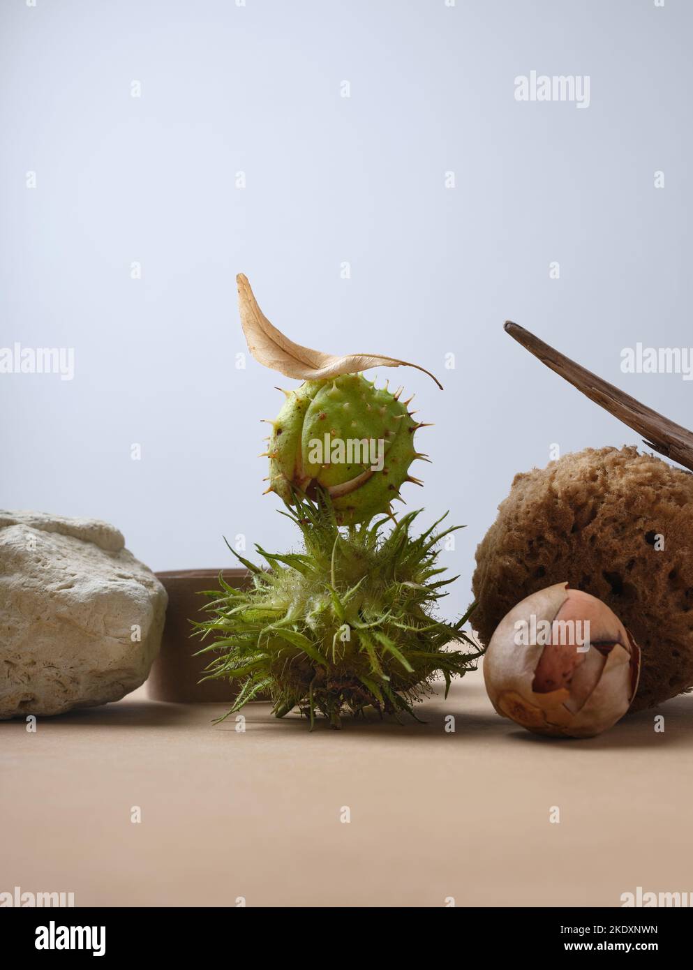 Still life with horse chestnuts in shell and various shapes Stock Photo ...