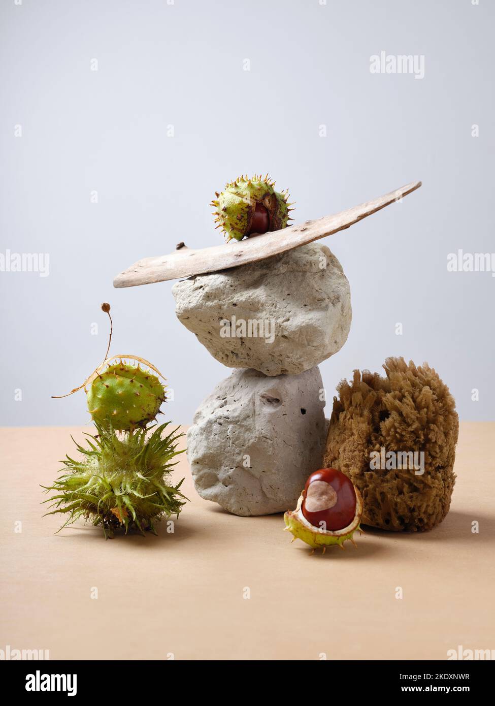 Still life with horse chestnuts in shell and various shapes Stock Photo ...