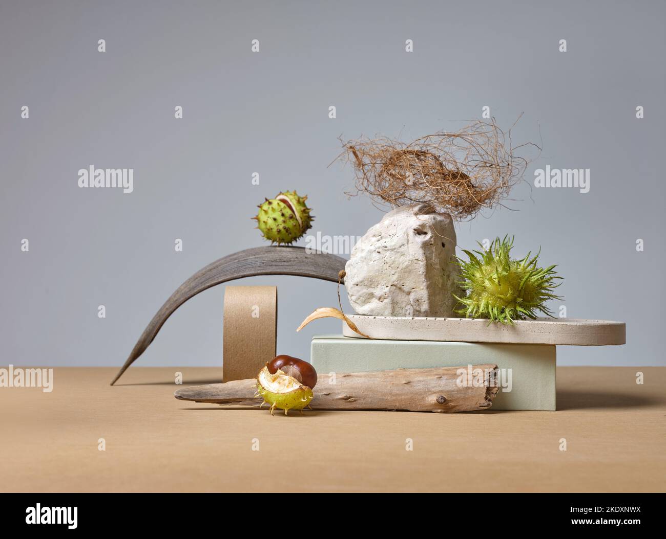 Chestnut rock shell hi-res stock photography and images - Alamy