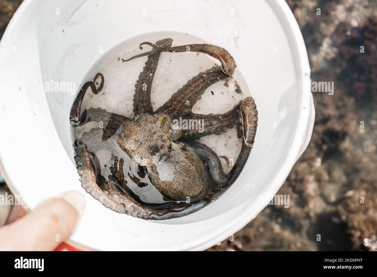 From above of just fished out octopus on shallow water in white bucket ...