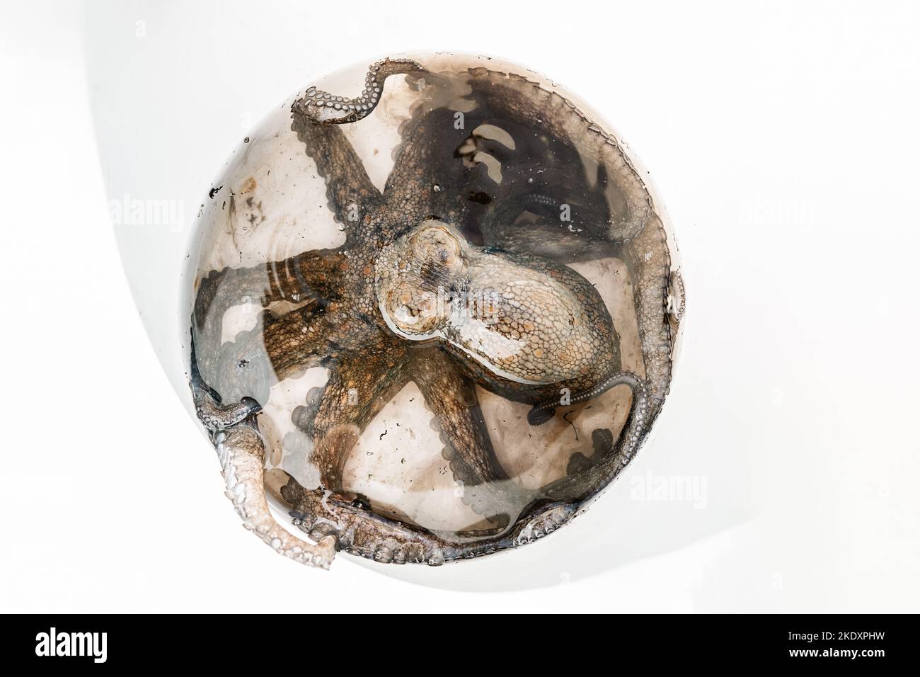 From above of just fished out octopus on shallow water in white bucket ...