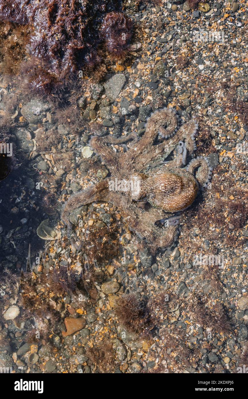 From above of single octopus floating in transparent shallow water of ...
