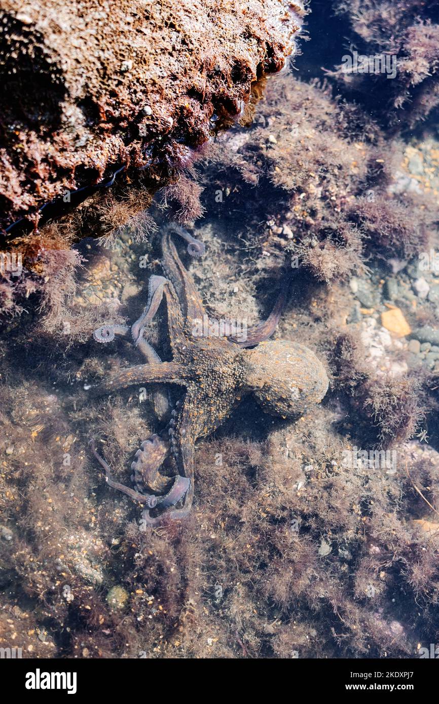 From above of single octopus floating in transparent shallow water of ...
