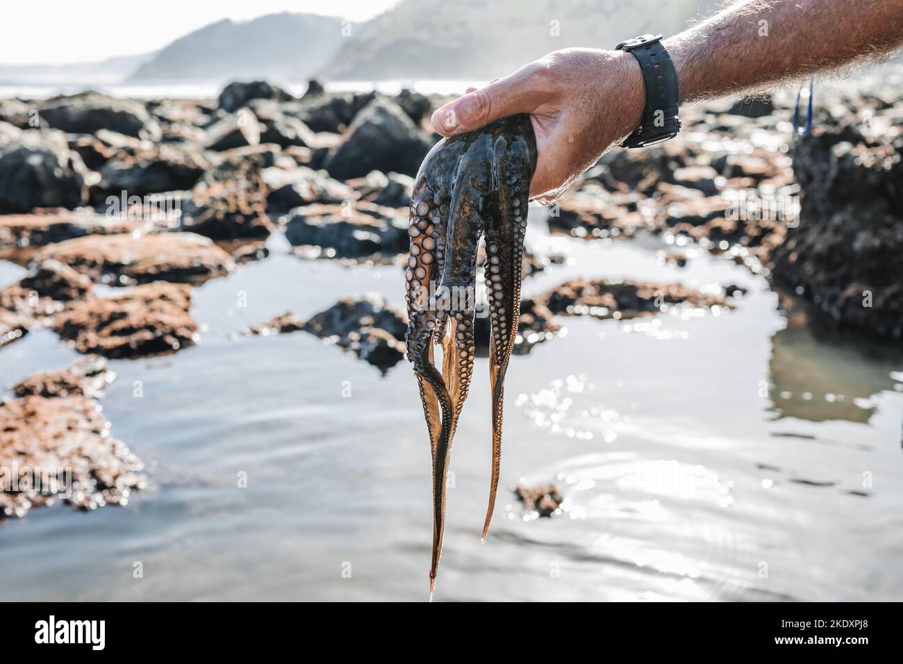 Faceless fisher showing dead just caught octopus standing in shallow ...