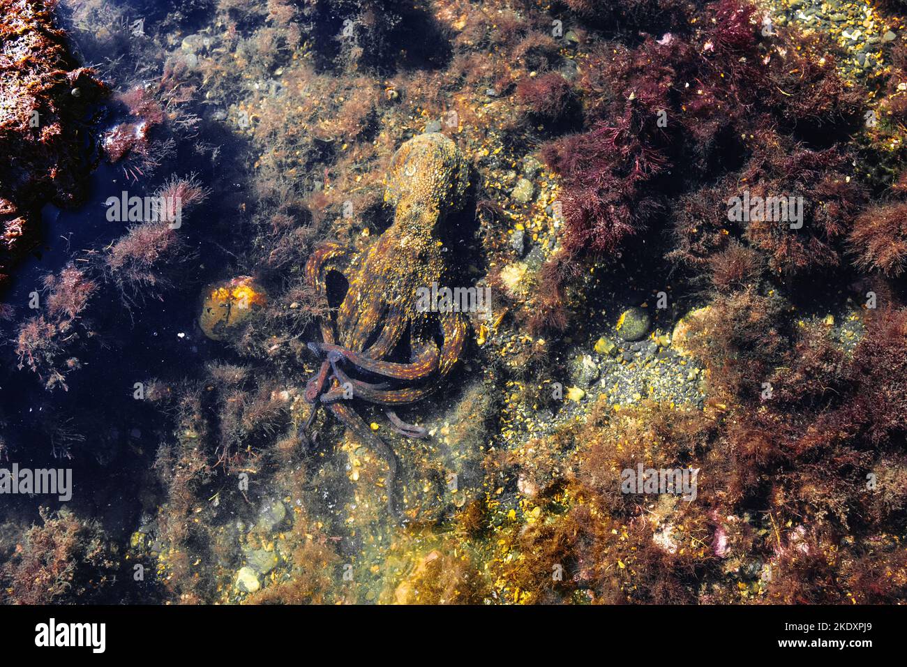 From above of single octopus floating in transparent shallow water of ...