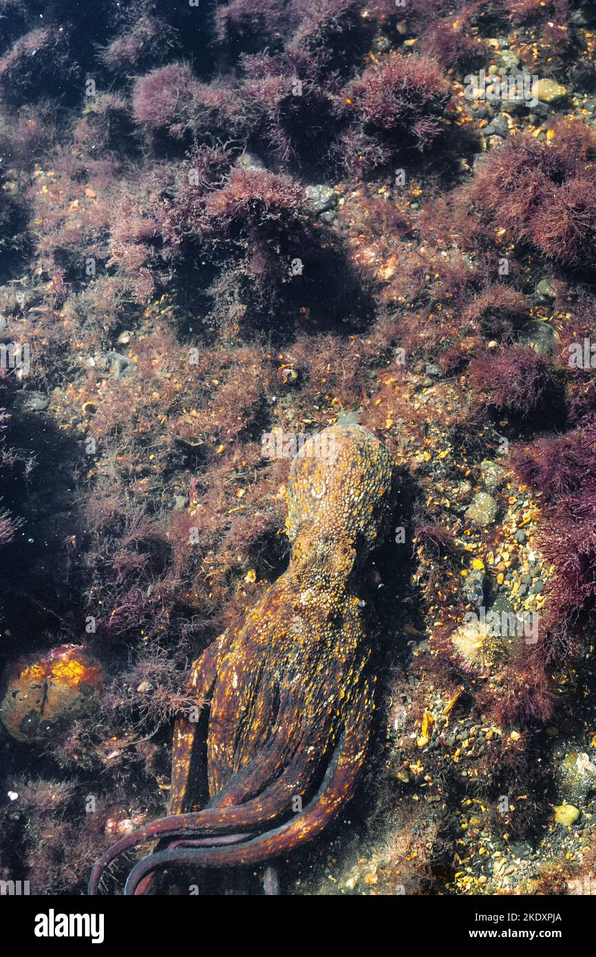 From above of single octopus floating in transparent shallow water of ...