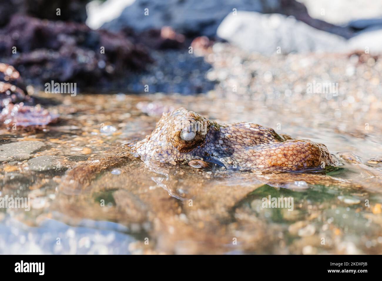 Single octopus floating in transparent shallow water of sea in bright ...