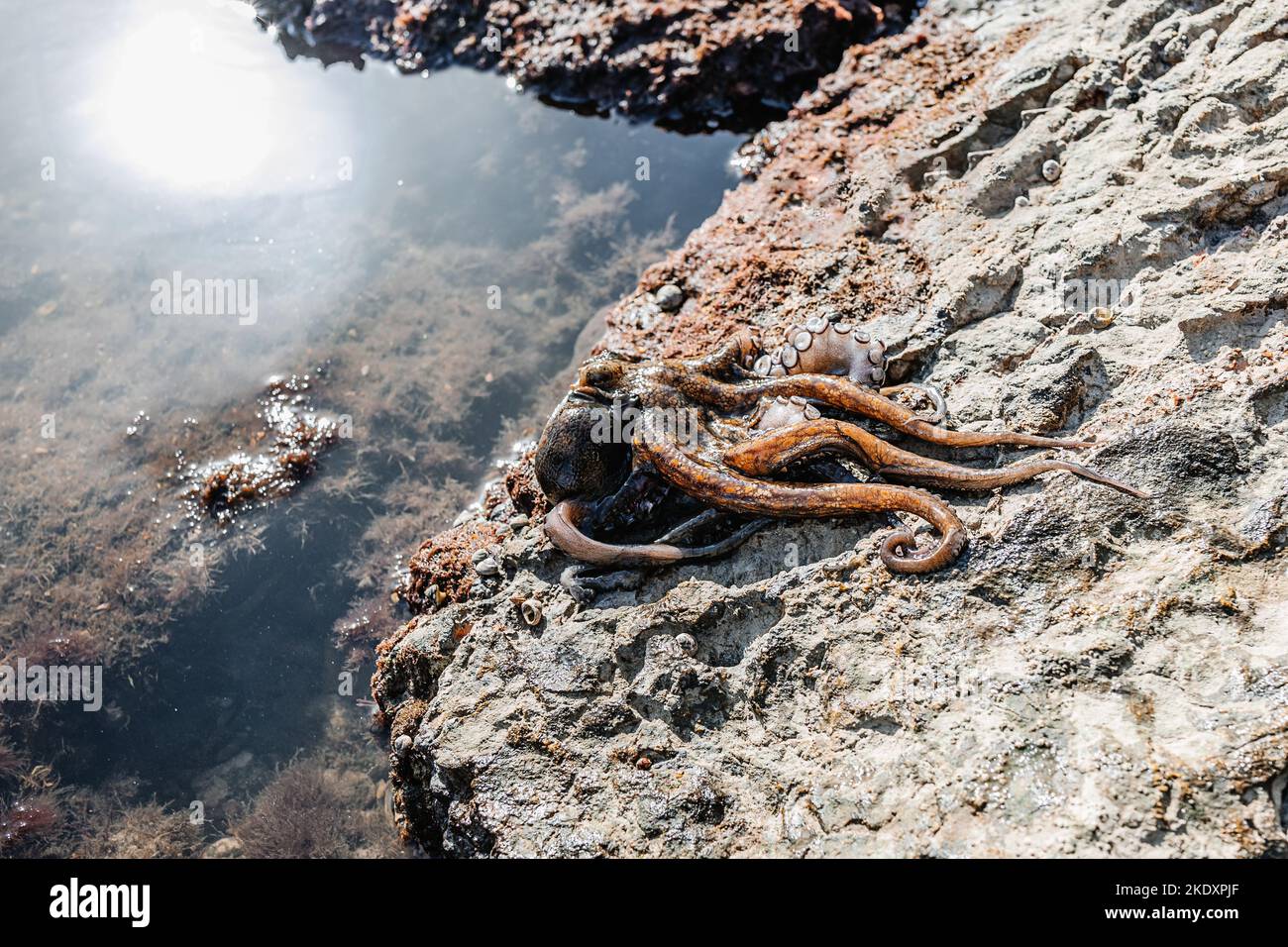 From above of single octopus on rock on seaside in bright sunlight ...
