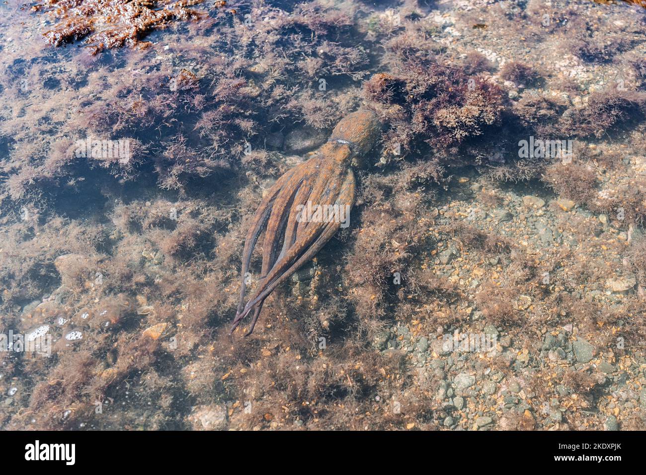From above of single octopus floating in transparent shallow water of ...