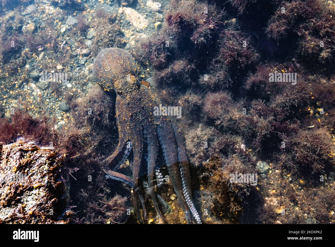 From above of single octopus floating in transparent shallow water of ...