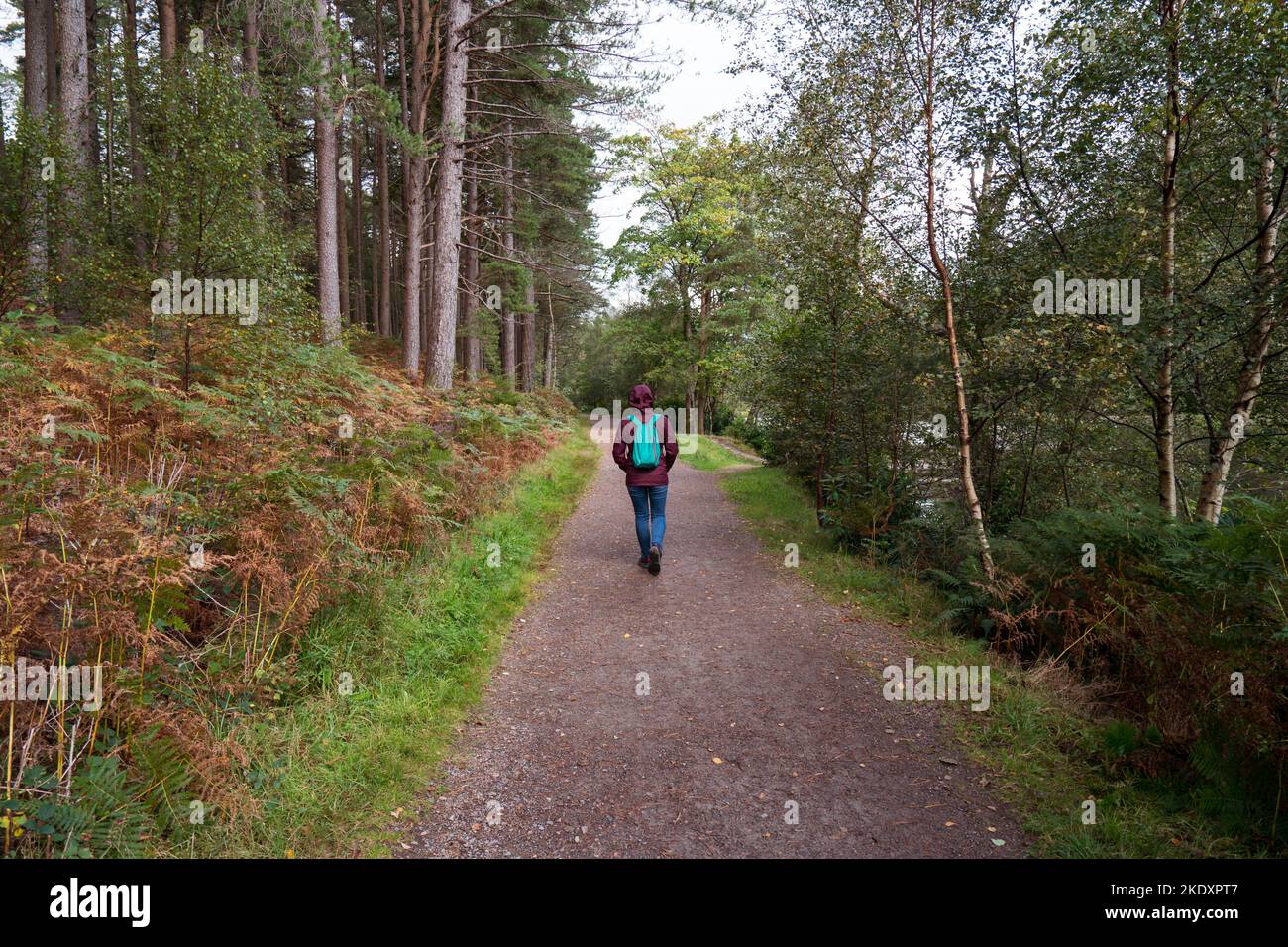 Back view of anonymous person with rucksack walking on narrow path on ...