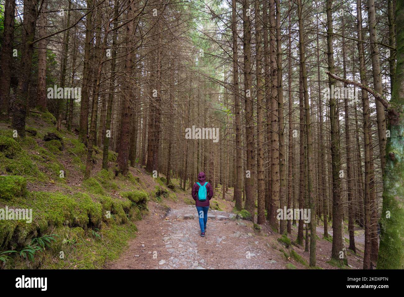 Back view of anonymous person with rucksack walking on narrow path on ...