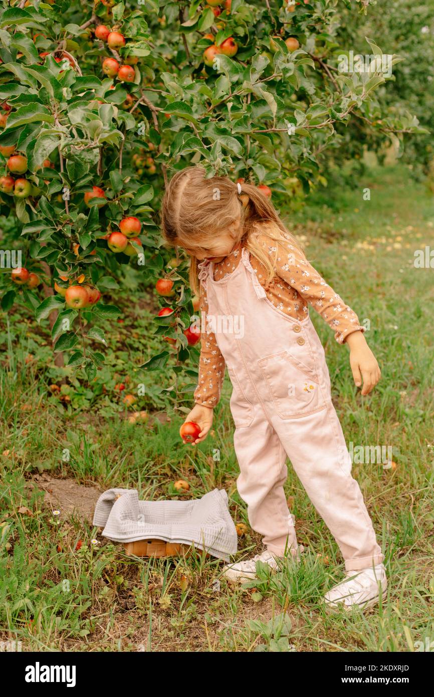 Side view of full body little adorable child collecting fresh apples ...