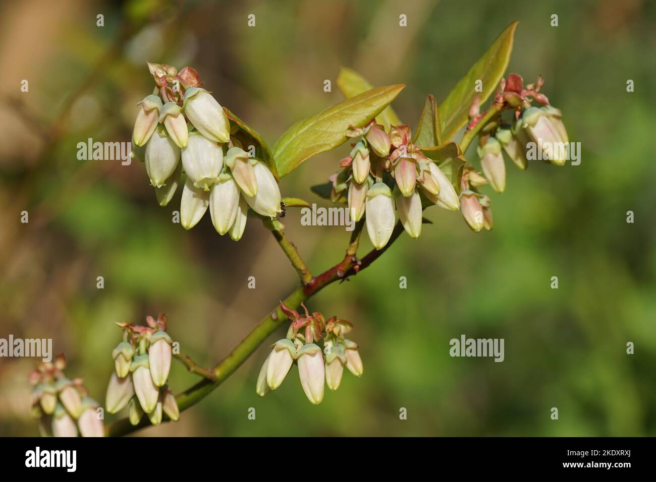 White long bell- or urn-shaped flowers of the northern highbush ...