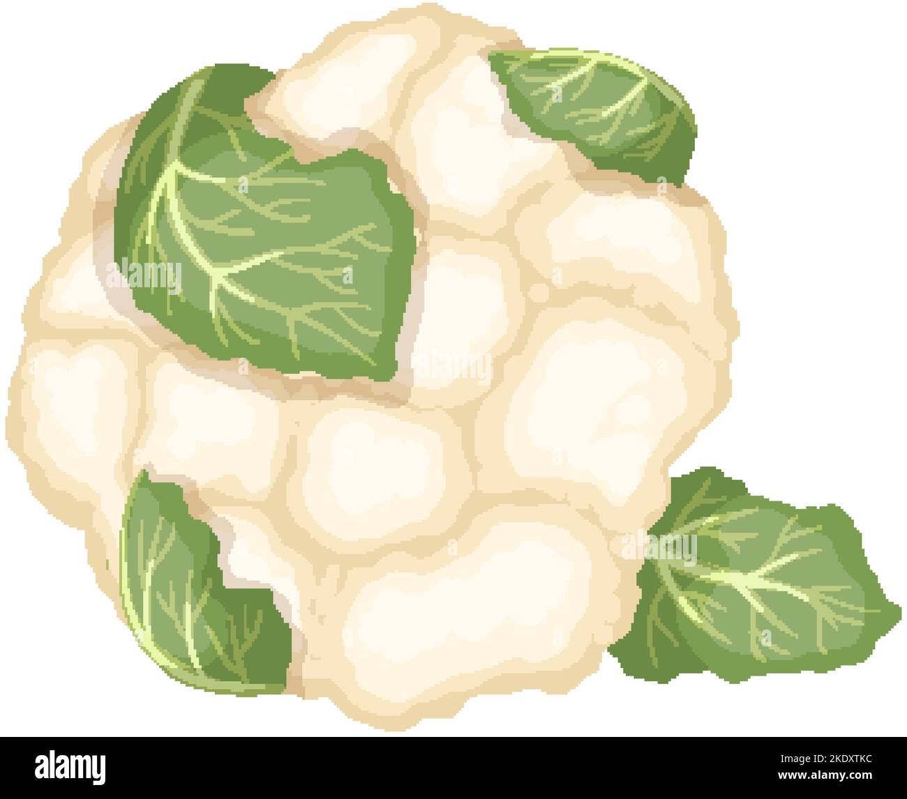 cauliflower vegetable cartoon vector illustration Stock Vector Image ...