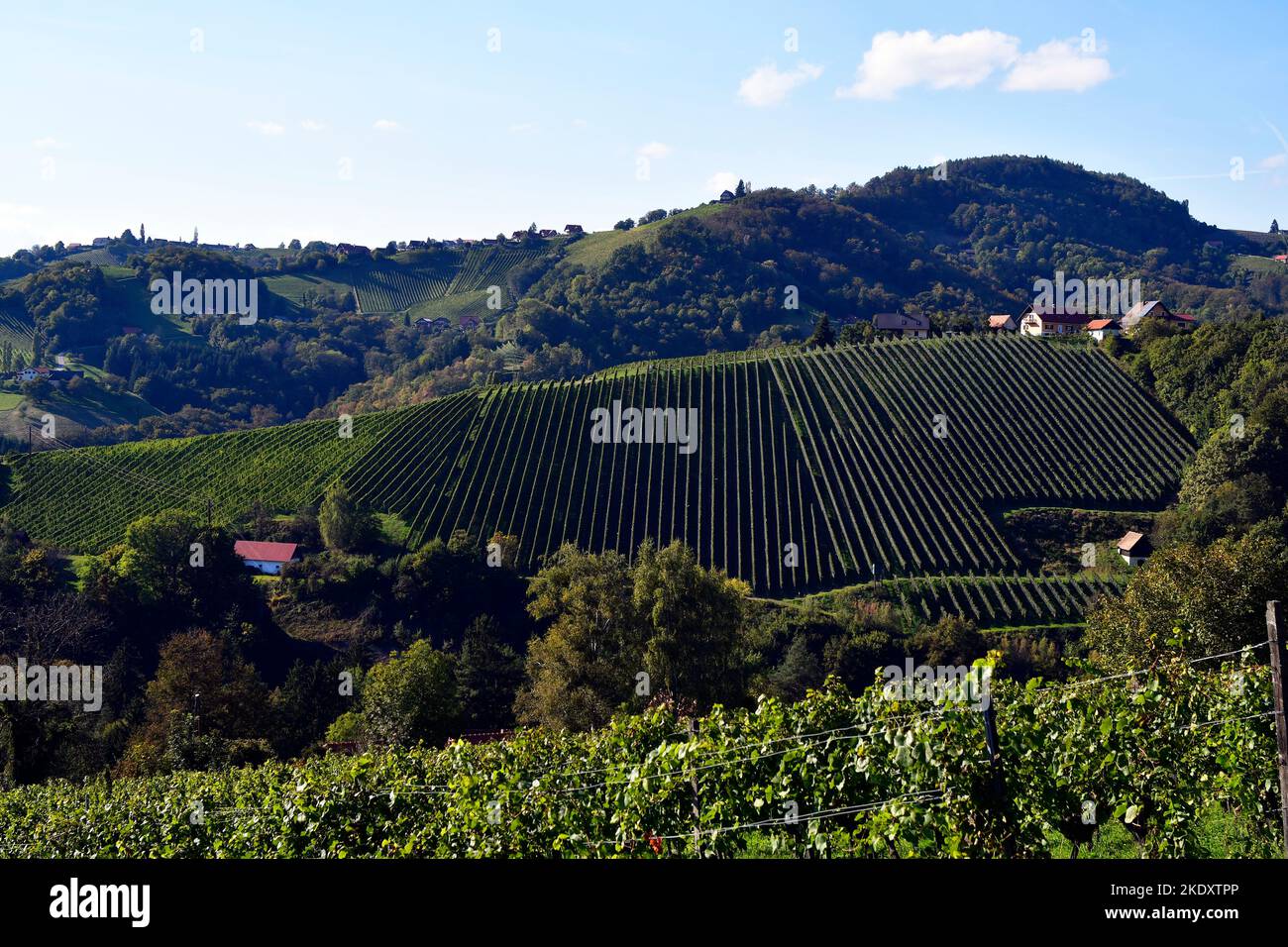 Austria, viticulture, vines planted in rows in the hilly area, Kitzeck ...