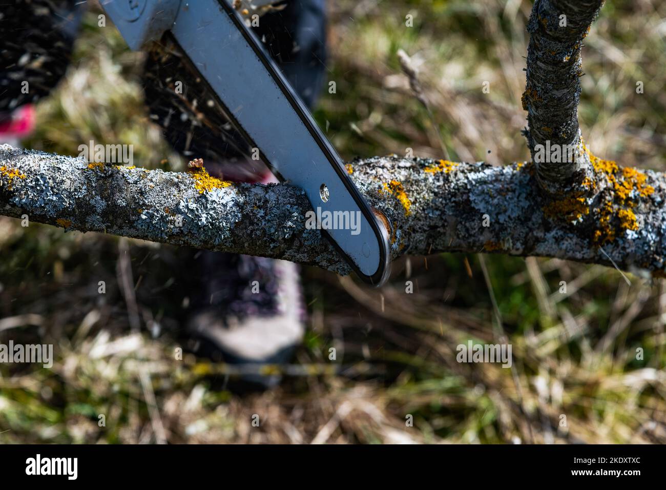 Cutting of branches by chain saw Stock Photo - Alamy