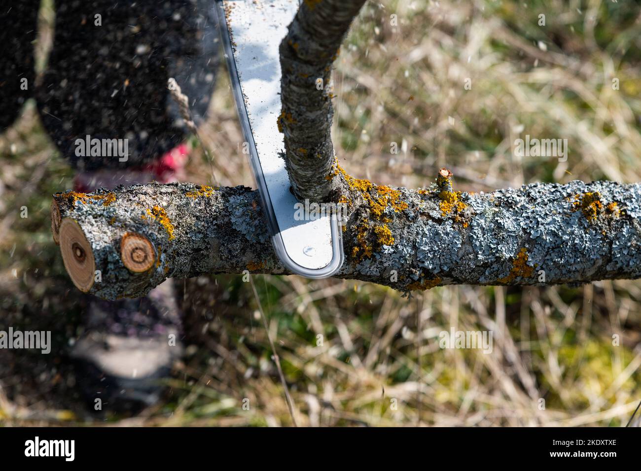 Cutting of branches by chain saw Stock Photo - Alamy