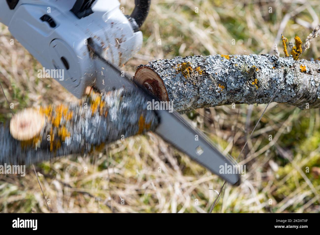 Cutting of branches by chain saw Stock Photo - Alamy