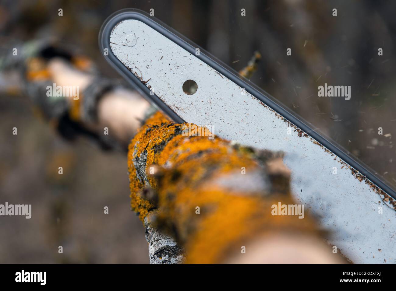 Cutting of branches by chain saw Stock Photo - Alamy