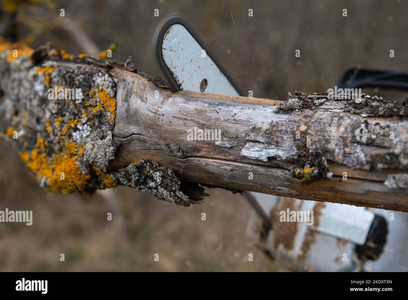Cutting of branches by chain saw Stock Photo - Alamy