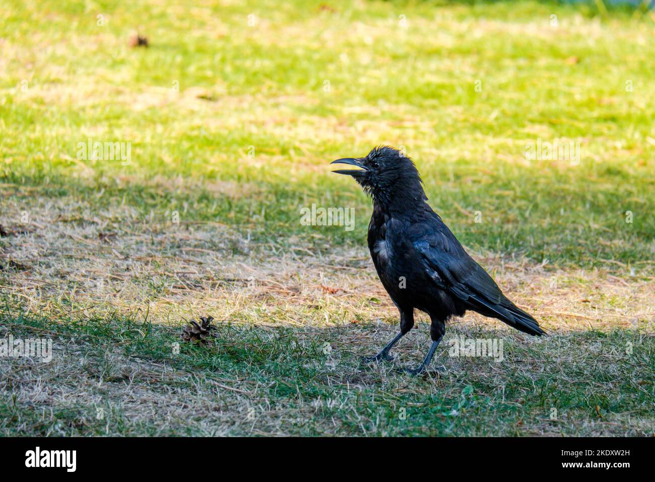Crawdad bird hi-res stock photography and images - Alamy