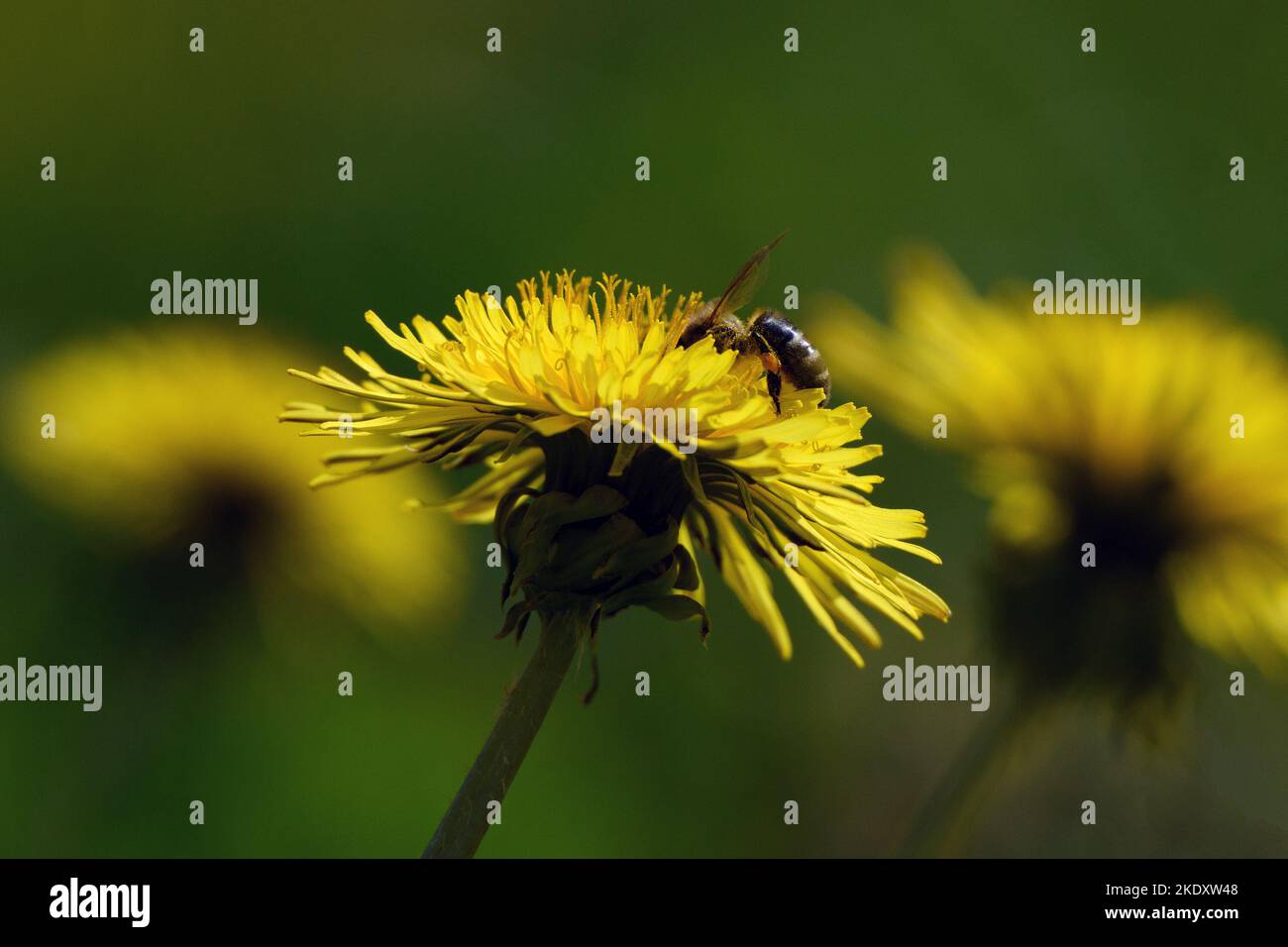 Honey bee and yellow dandelion Stock Photo - Alamy