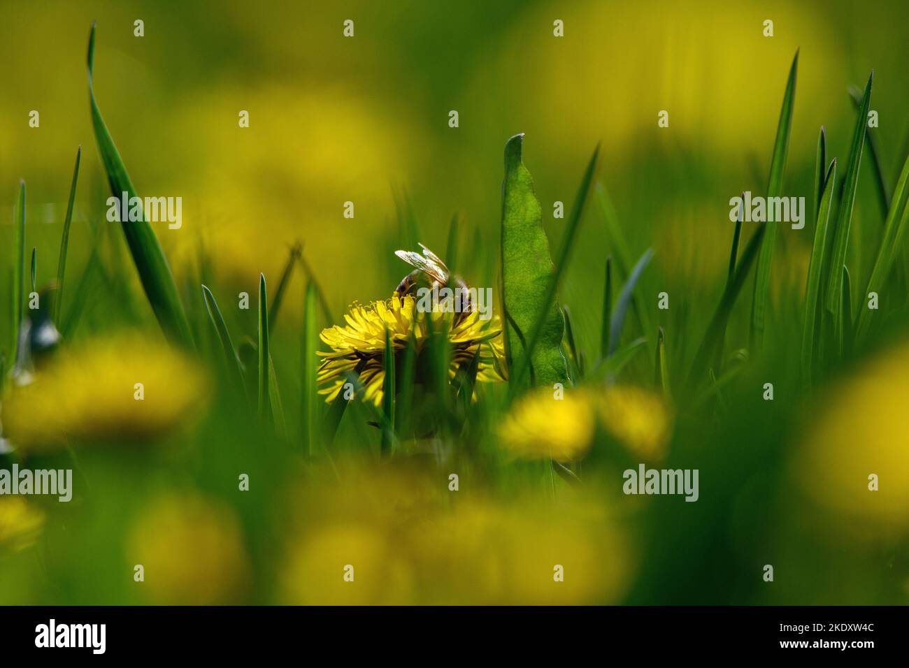 Honey bee and yellow dandelion Stock Photo - Alamy