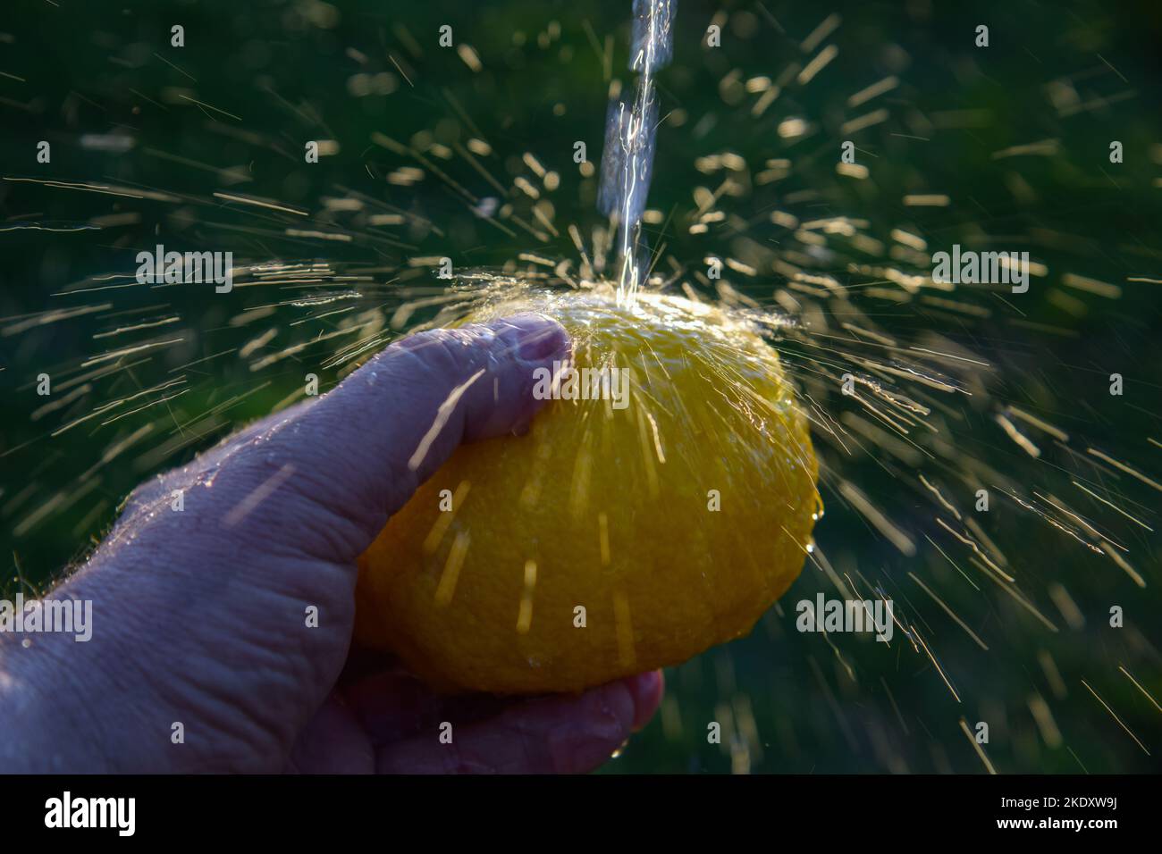 Lemon washing in sunset time Stock Photo - Alamy