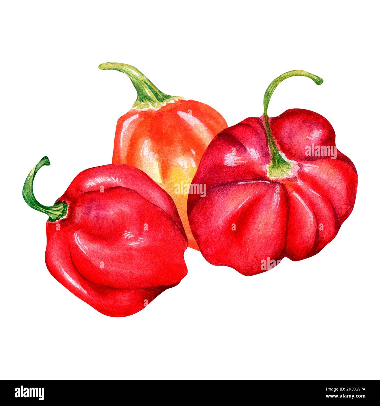 Habanero red pepper watercolor illustration isolated on white ...