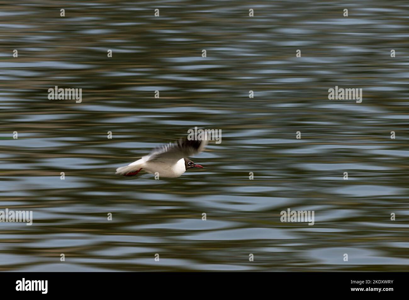 Single seagull flying above hi-res stock photography and images - Alamy