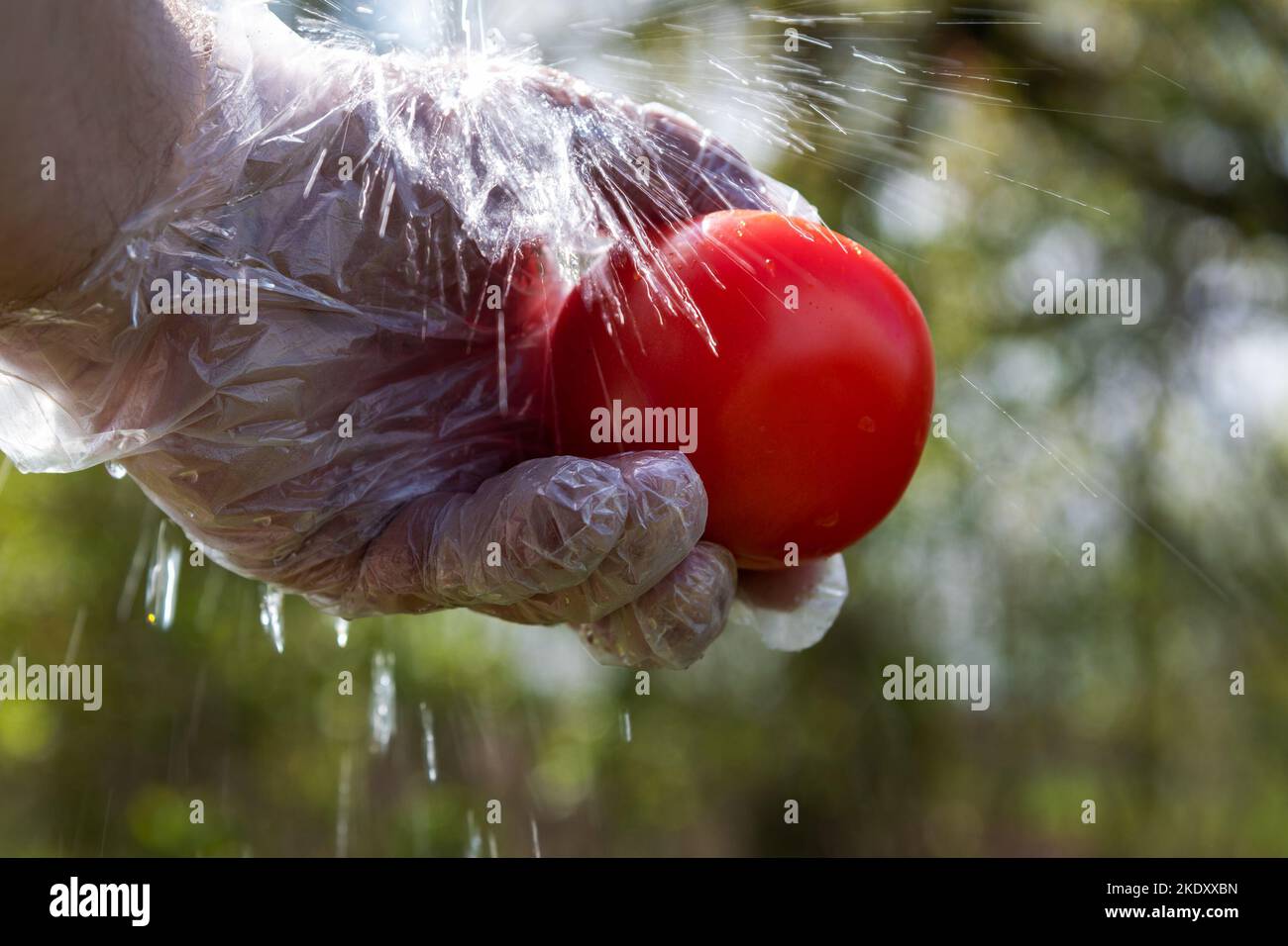 Washing tomato under flowing water outdoors Stock Photo - Alamy