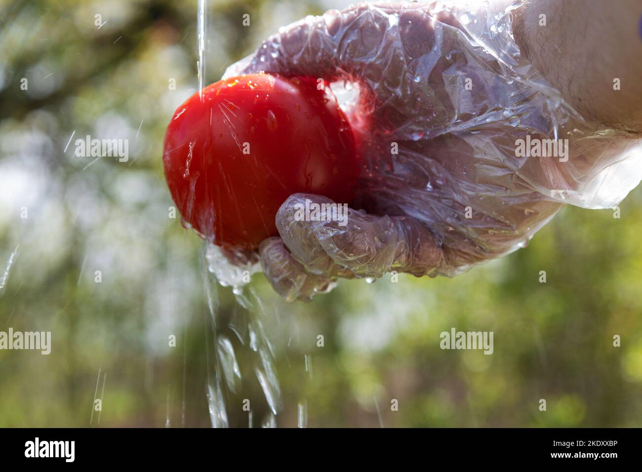 Washing tomato under flowing water outdoors Stock Photo - Alamy