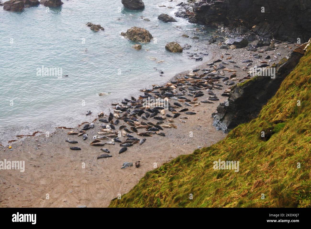 Large colony of grey Seals lying in a Cornish cove - John Gollop Stock ...