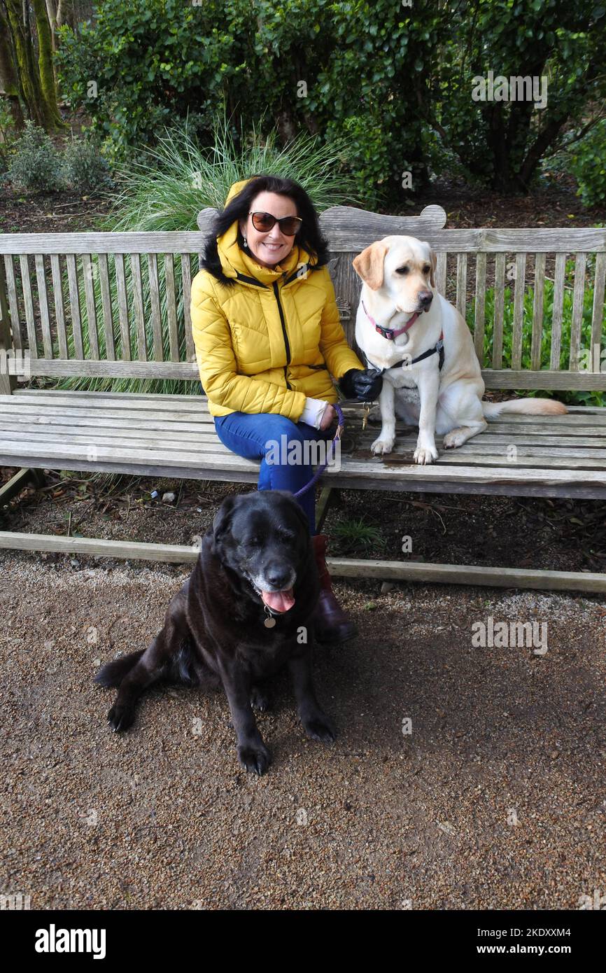 Attractive mature female with her pet labradors seated on a park bench ...