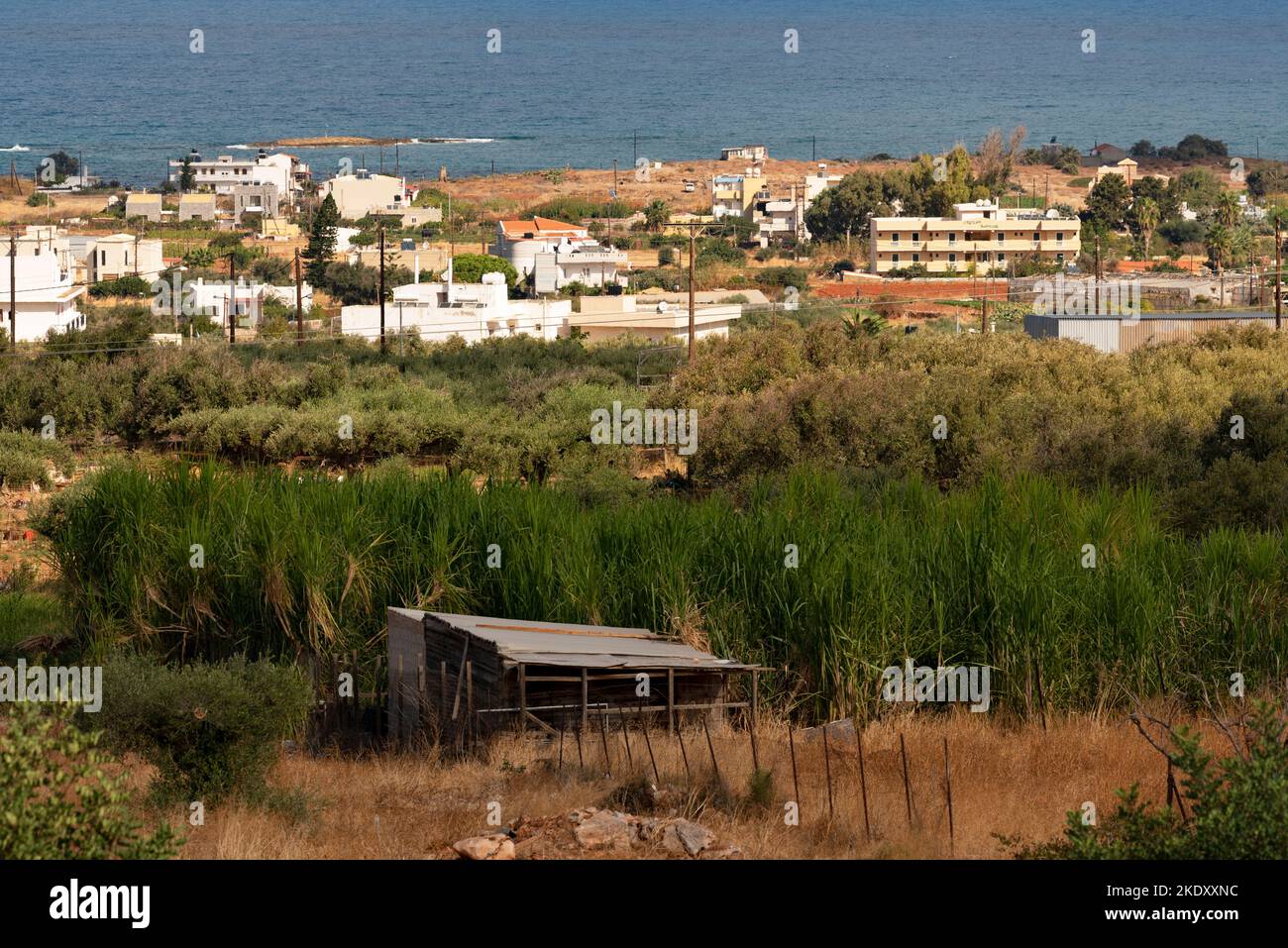 Mali, Crete, Greece. 2022. Rural farming bananas and olives on a small ...