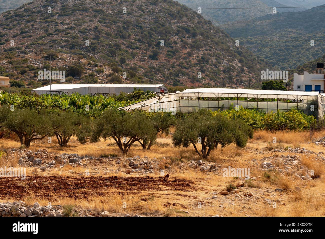 Malia, Crete, Greece. 2022. Olive trees and Malia bananas growing in ...