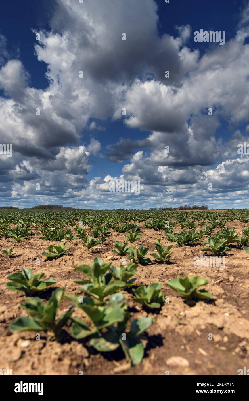 Soybean field sprouted soy in hi-res stock photography and images - Alamy