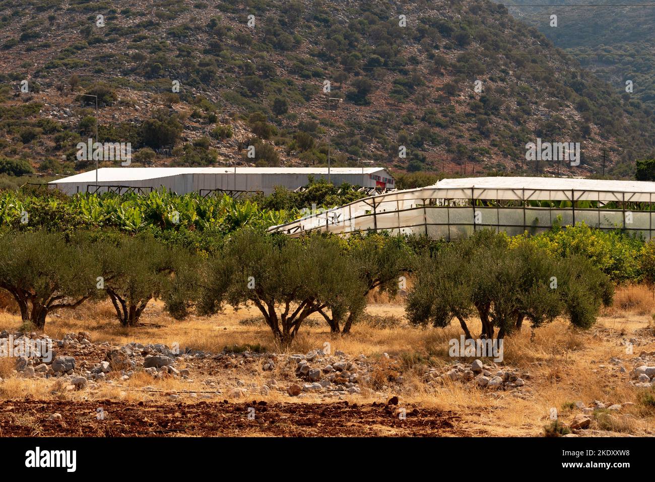 Malia, Crete, Greece. 2022. Olive trees and Malia bananas growing in ...