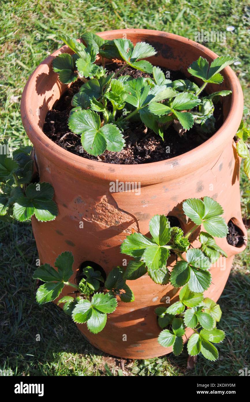Freshly planted strawberry barrel - John Gollop Stock Photo - Alamy
