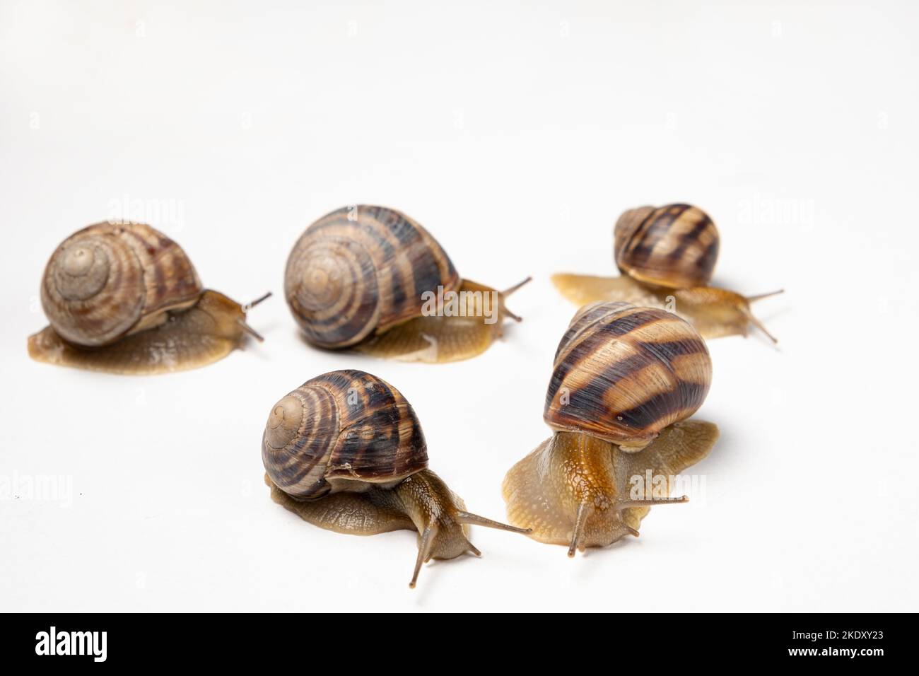 Five large garden snails Helix pomatia crawl on a white background ...
