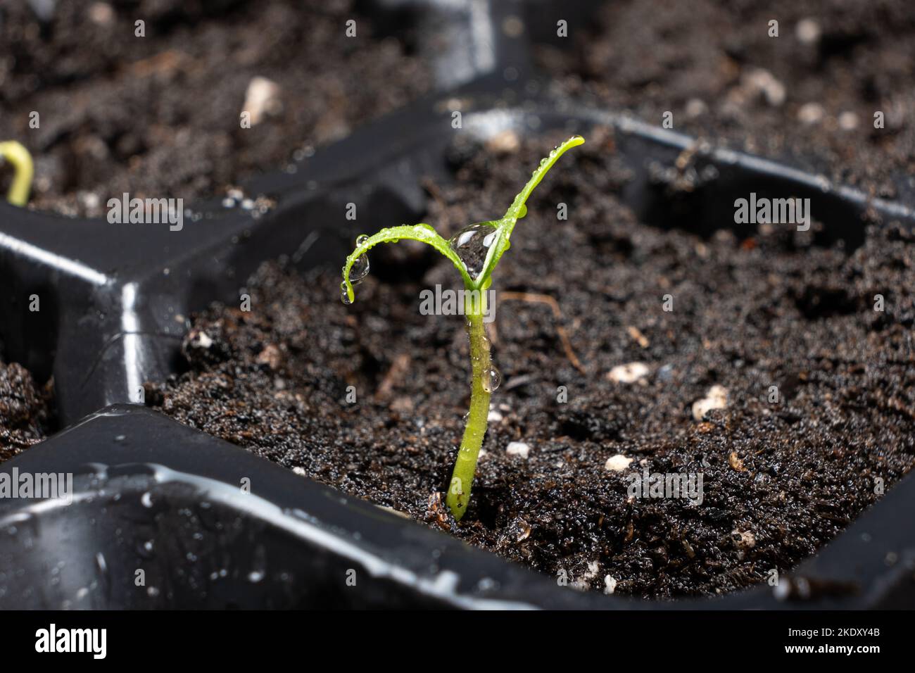 Growing peppers from seeds. Step 4 - First Sprouts Stock Photo - Alamy