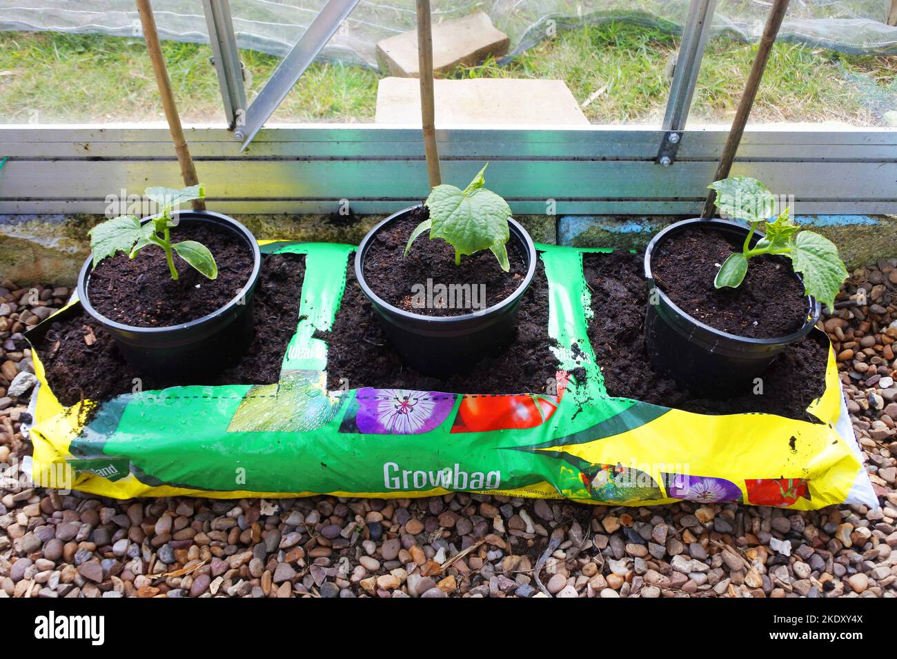 Greenhouse cucumbers cucumber growth tender hi-res stock photography ...