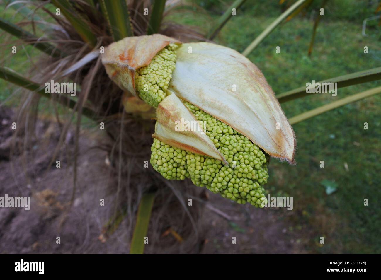 The emerging flower bud of a Trachycarpus Fortunei - John Gollop Stock ...
