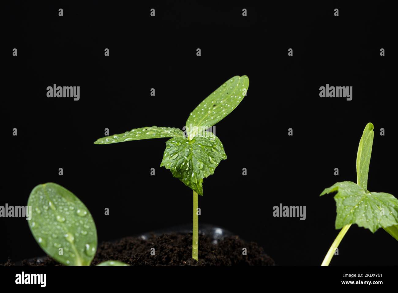 Growing cucumbers from seeds. Step 5 - the appearance of the third leaf ...